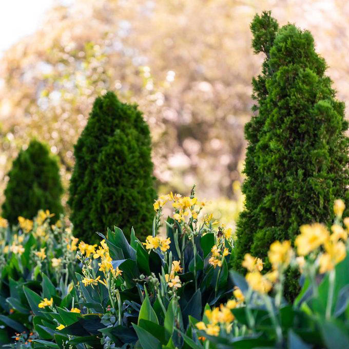 10 best pool privacy plants to perfect your outdoor oasis
