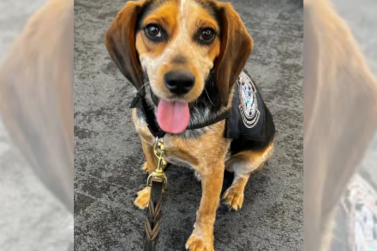 Freddie the K9 beagle returns to work after being kicked by passenger ...