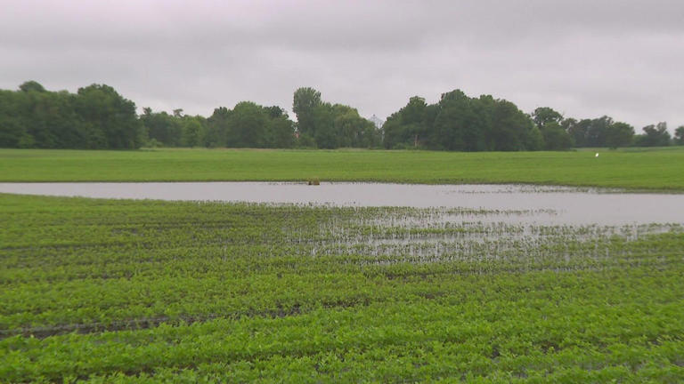 Farmers worried as flooding threatens crops in southern Minnesota