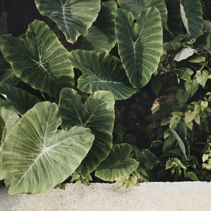10 best pool privacy plants to perfect your outdoor oasis