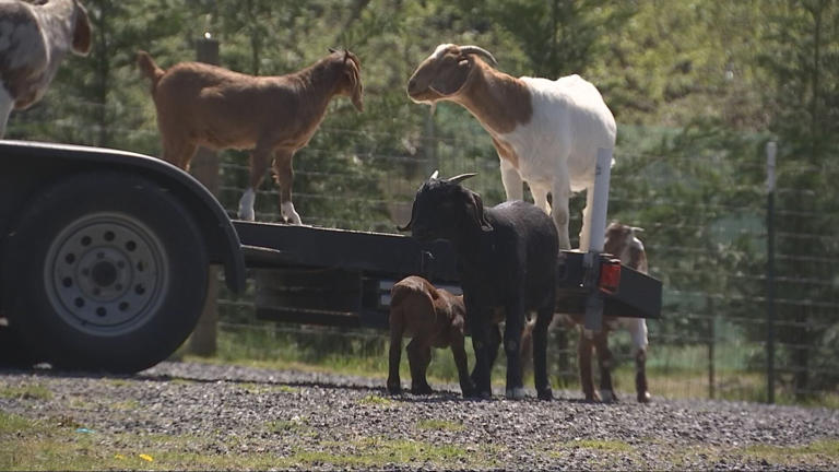 Around The Sound: New Moon Farm Sanctuary