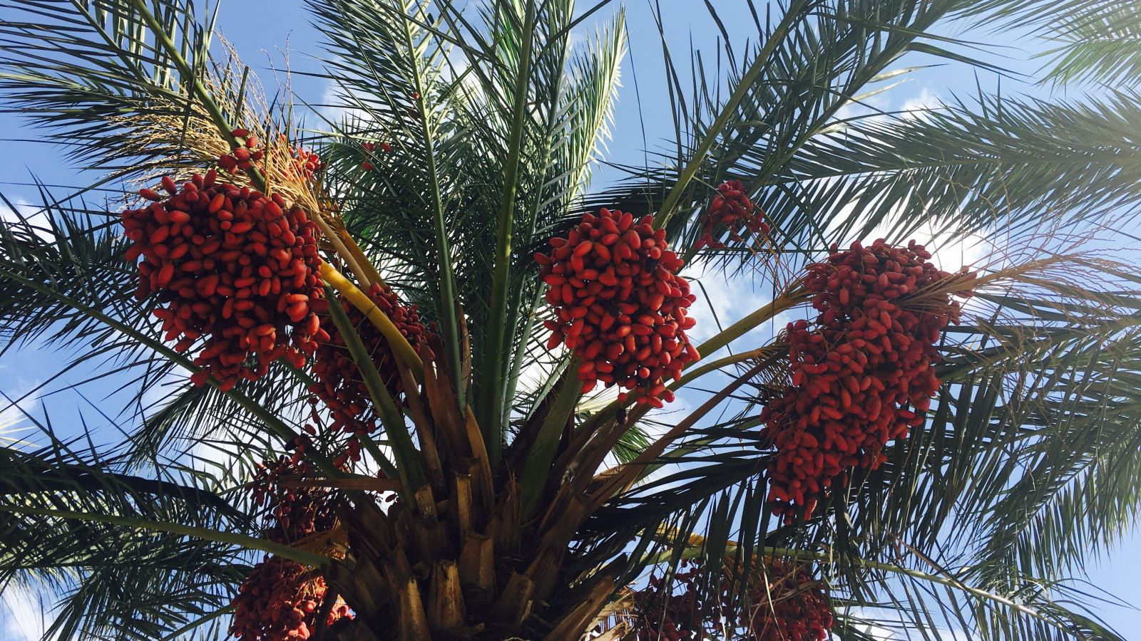 Growing a date palm tree for hundreds of pounds of fruit is simpler ...