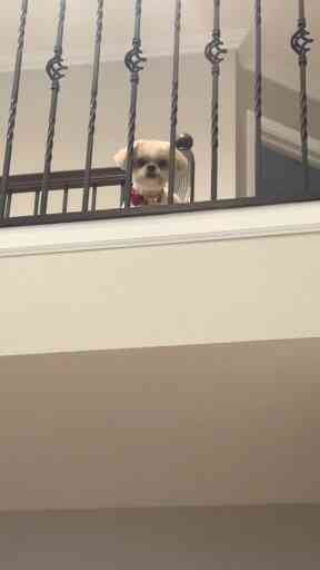 Dramatic Shih Tzu Stella Throws a Full-On Attitude Fit