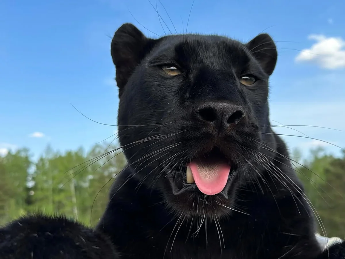 Conheça a verdadeira história de Luna, a pantera negra que viralizou ...