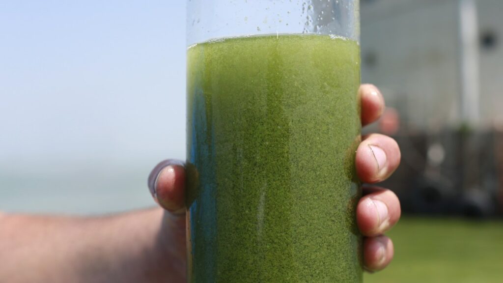 Cómo preparar un jugo verde de nopal con piña para mejorar la digestión ...