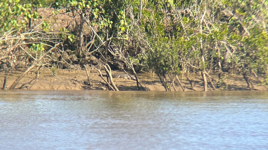 Specialist teams playing 'waiting game' in hunt for 3m Mary River crocodile
