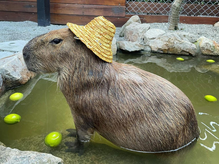 ¿Por qué dicen que México es ‘el capibara del mundo’?