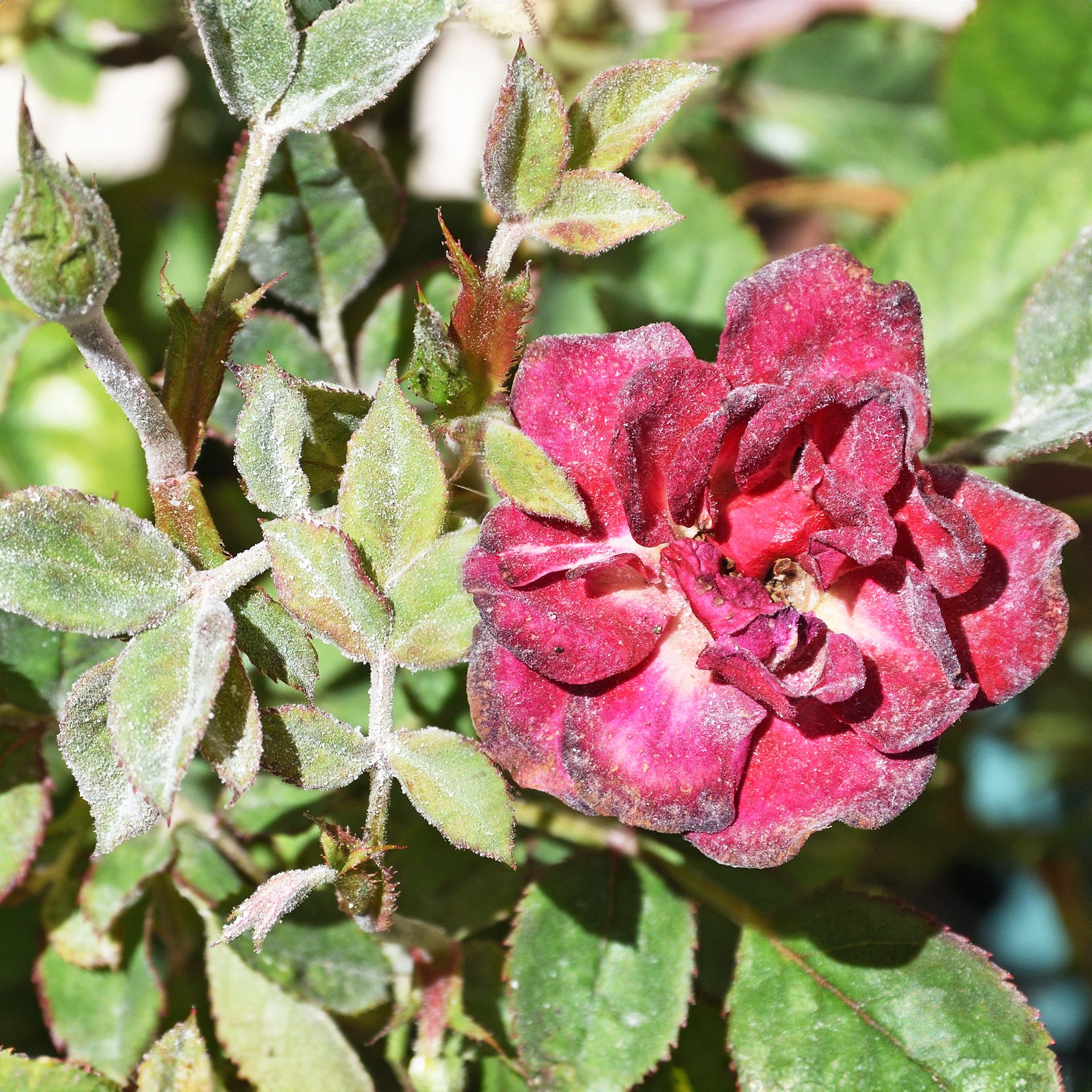 Get Rid Of Powdery Mildew On Roses: Common Symptoms & How To Treat Them