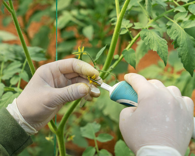 How To Pollinate Tomatoes: Give Plants A Hand For Bigger Harvests