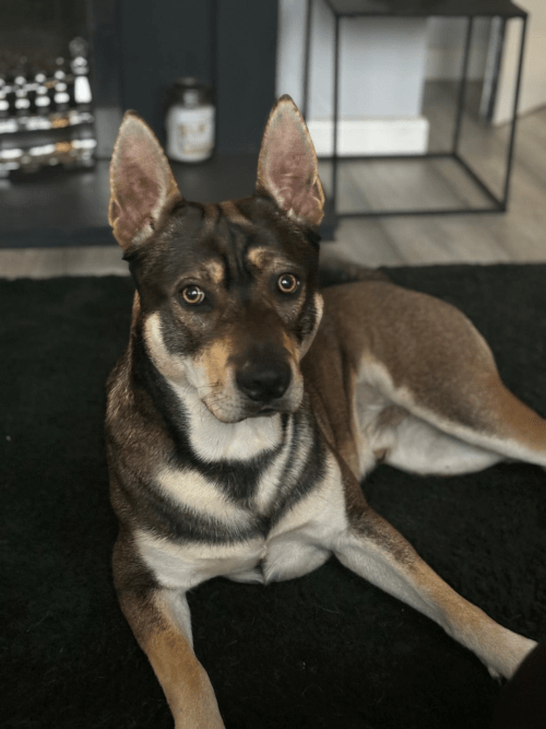 These 30 cute dogs at Holly Hedge Animal Sanctuary looking for homes in ...