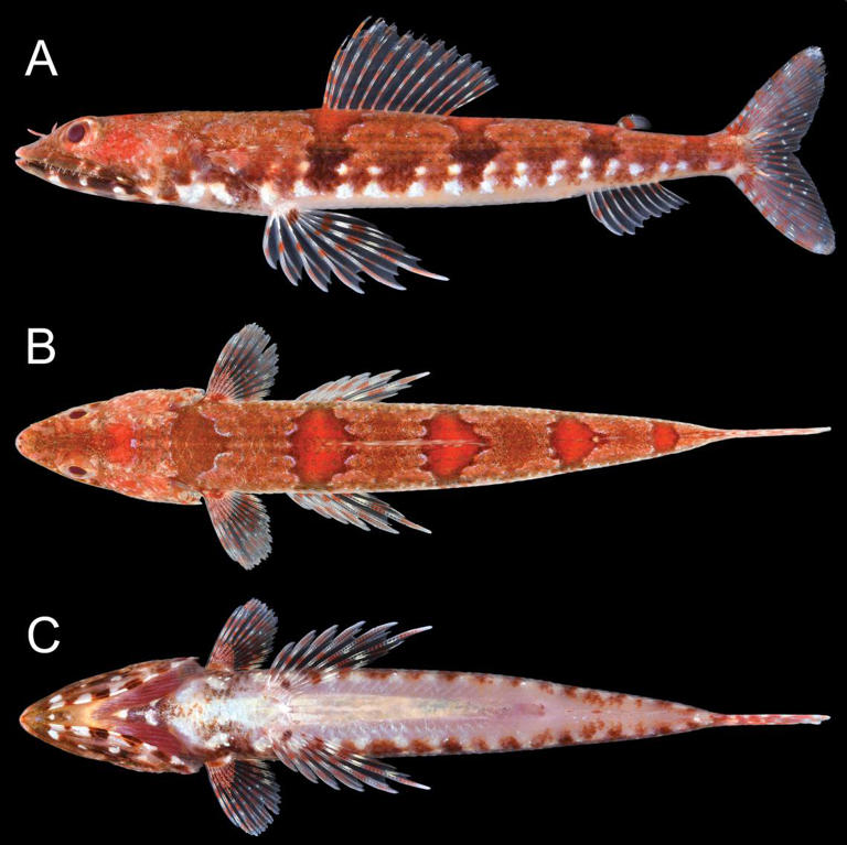 Red-eyed creature - with ‘needle-like' teeth - is a new species on ...