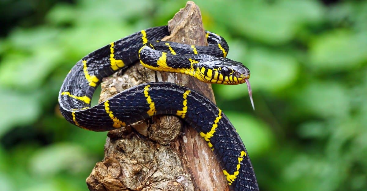 The Four Unique Methods of Snake Movement: A Deep Dive