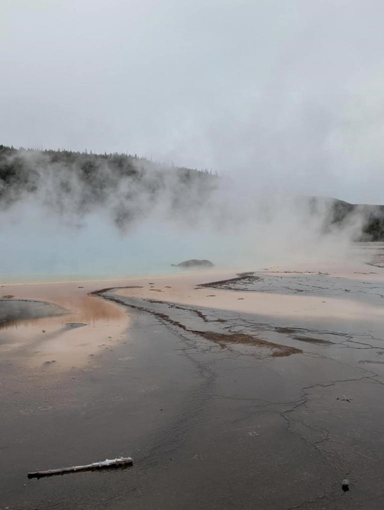 Onlookers watch as large bison dies in scalding Yellowstone hot spring