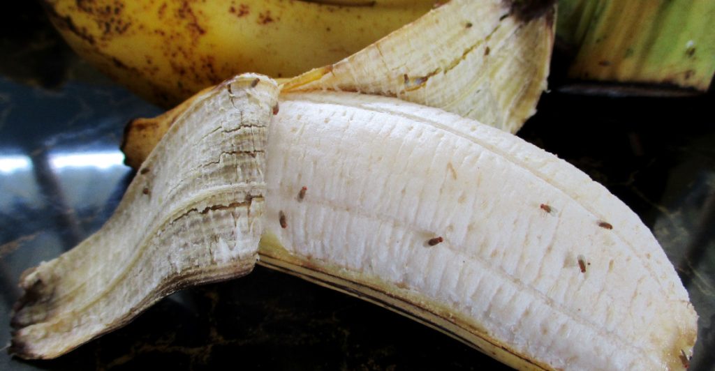 Tre vanliga ingredienser kan göra underverk mot bananflugor i hemmet