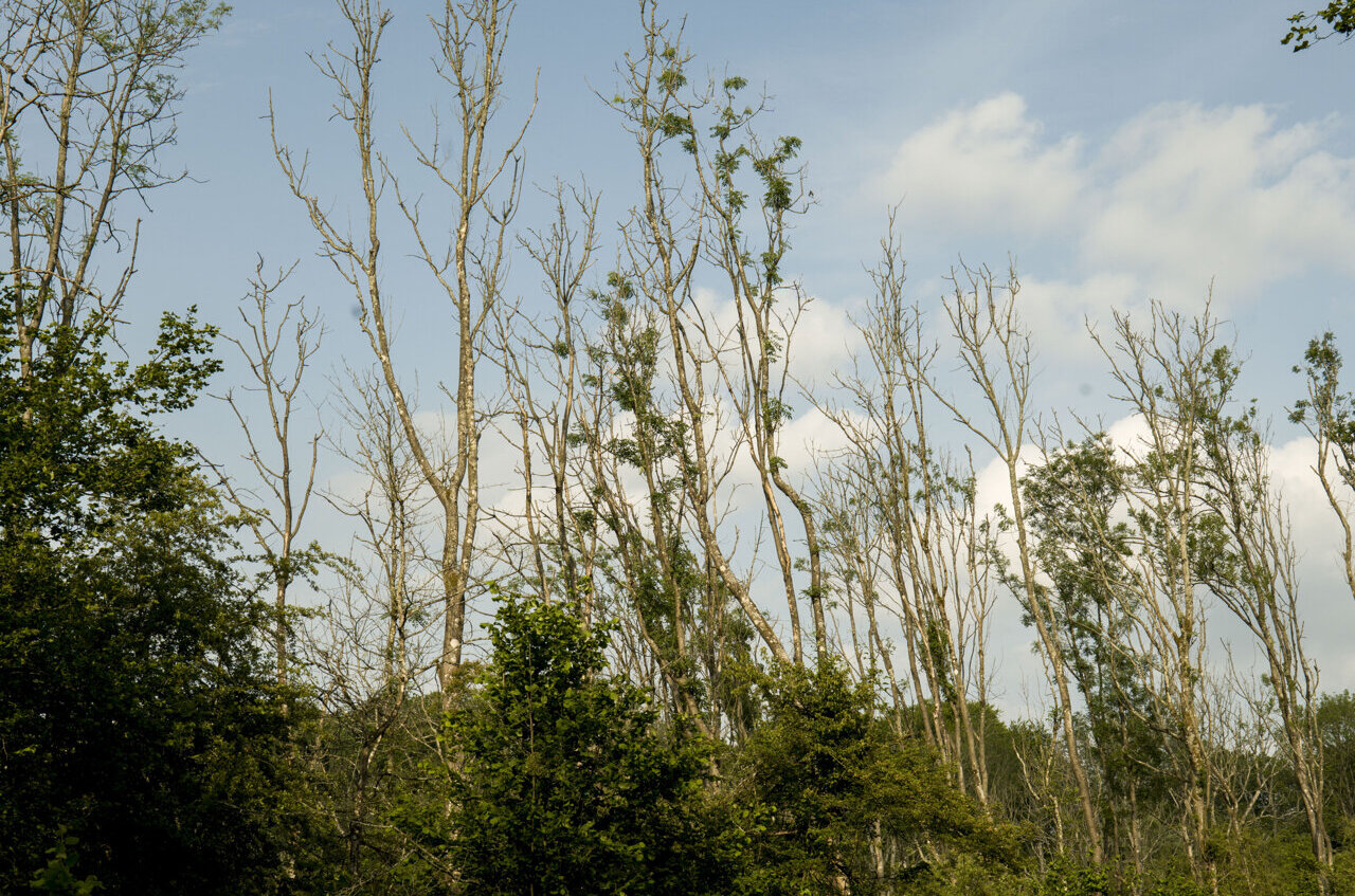 British ash woodland is evolving resistance to ash dieback, researchers ...