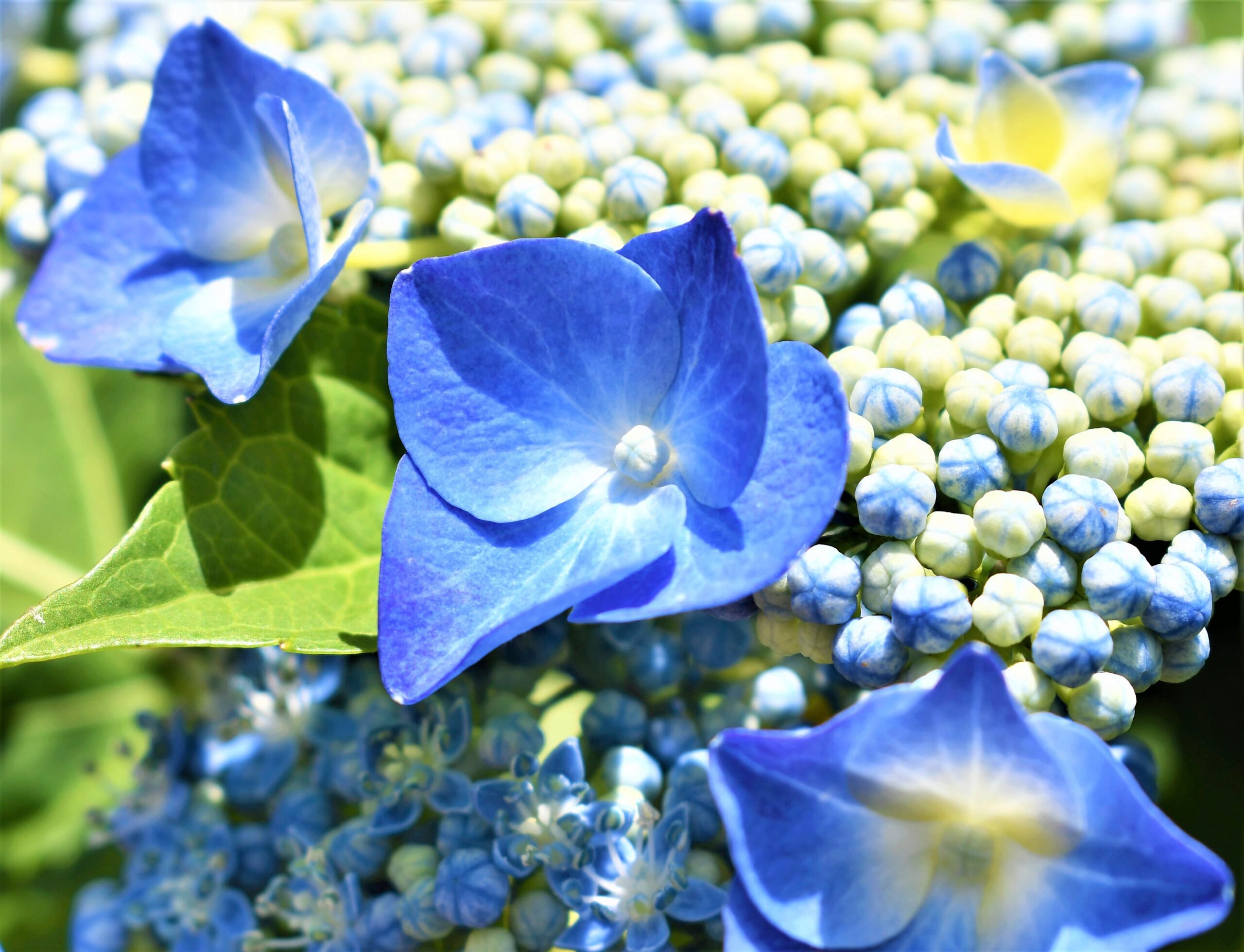 Here’s How to Change Your Hydrangea Flower Color