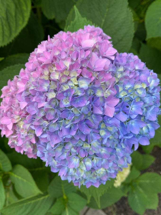 Here’s How to Change Your Hydrangea Flower Color