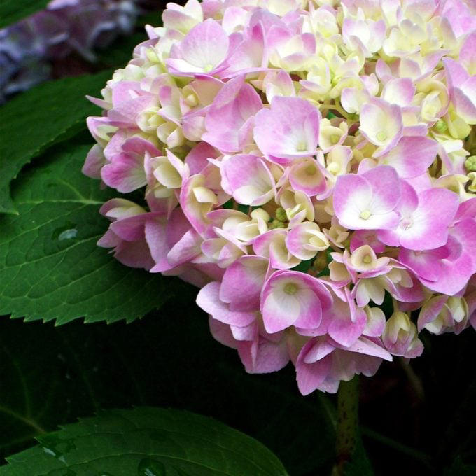 Here’s How to Change Your Hydrangea Flower Color