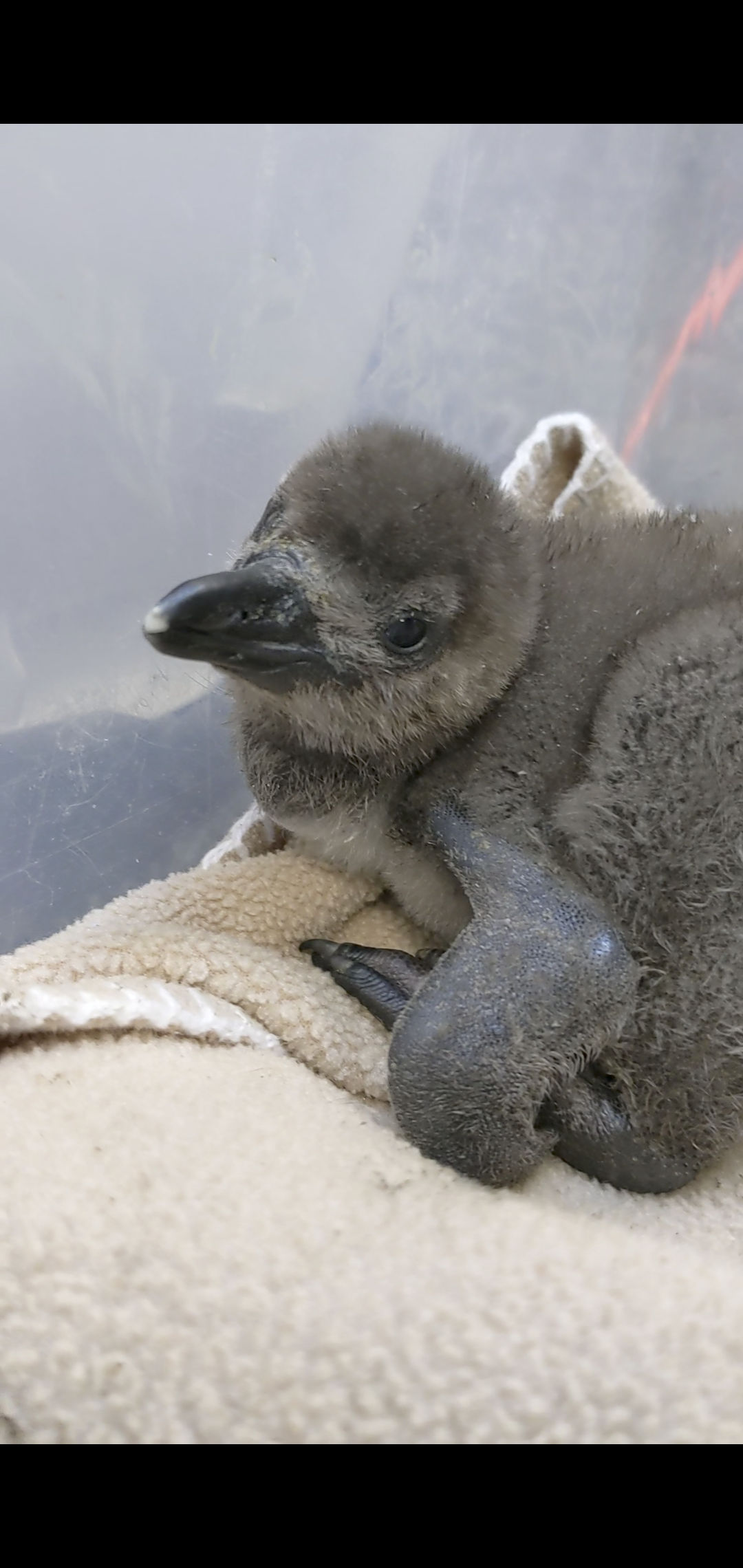 Racine Zoo Celebrates Arrival of African Penguin Chick