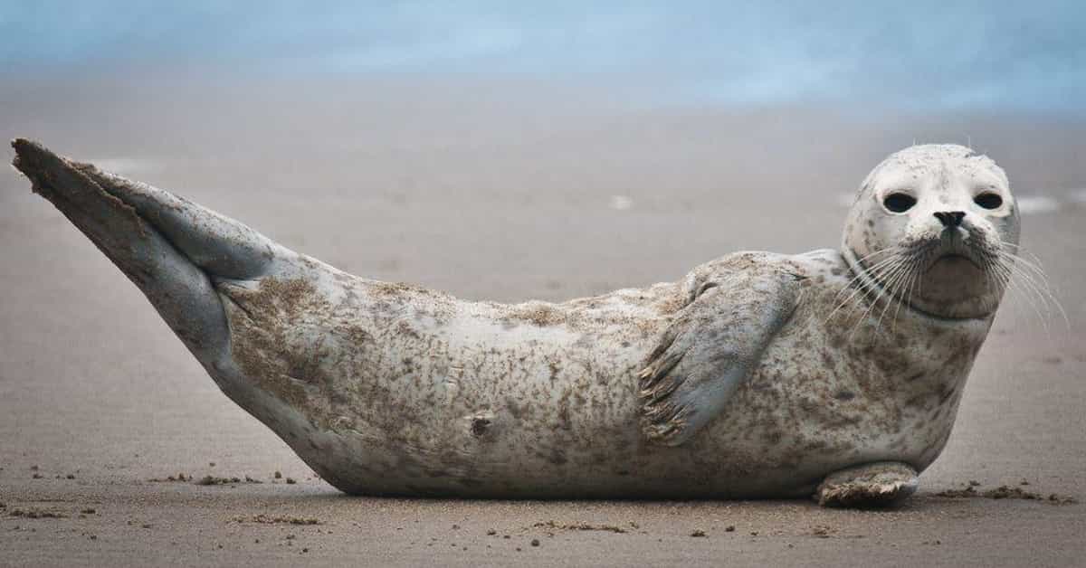 Heartwarming Animal Facts You Didn’t Know