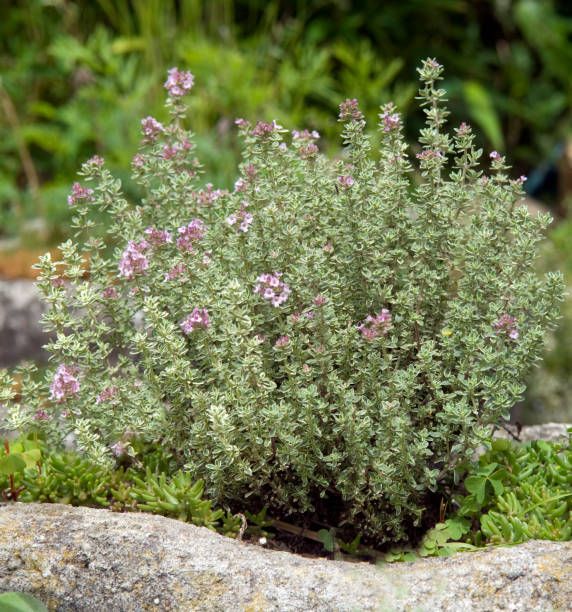 8 Companion Plants to Grow Under Fruit Trees for Bigger Bounties and ...