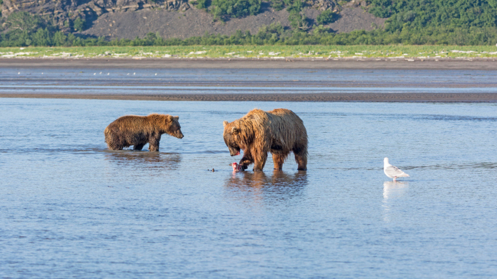 17 Wildlife Viewing Spots in Alaska