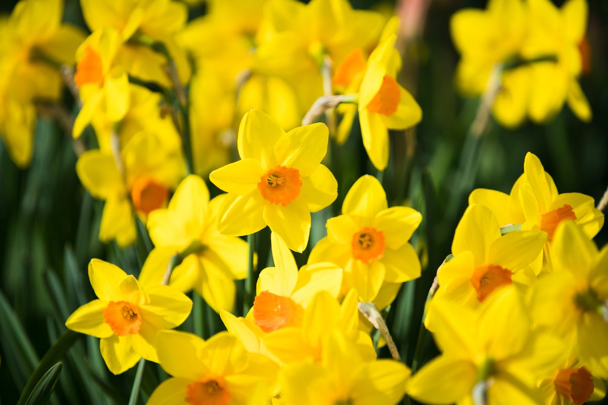 8 Companion Plants to Grow Under Fruit Trees for Bigger Bounties and ...