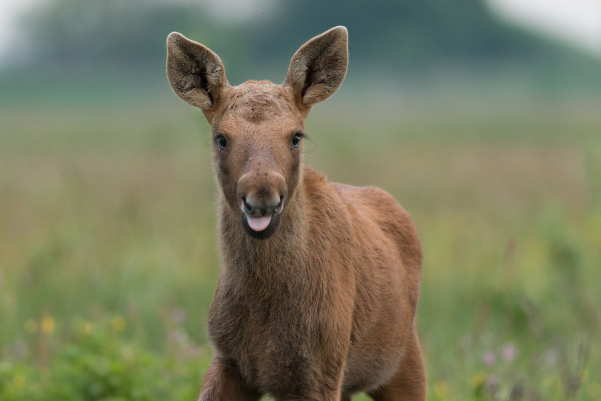 Moment Young Moose Calf Is Reunited with Mom After Getting Trapped is ...