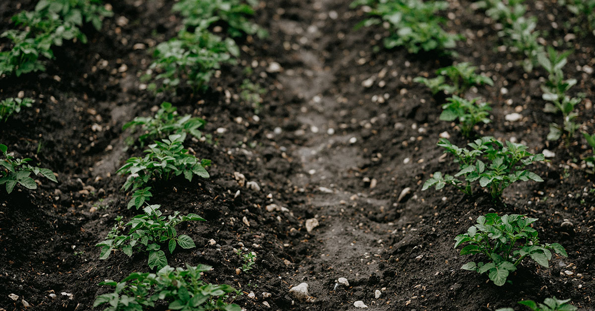 11 Signs Your Potatoes Are Struggling And How To Help Them