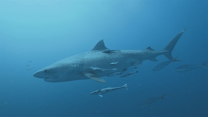 National Geographic’s SharkFest returns with more shark-infested ...