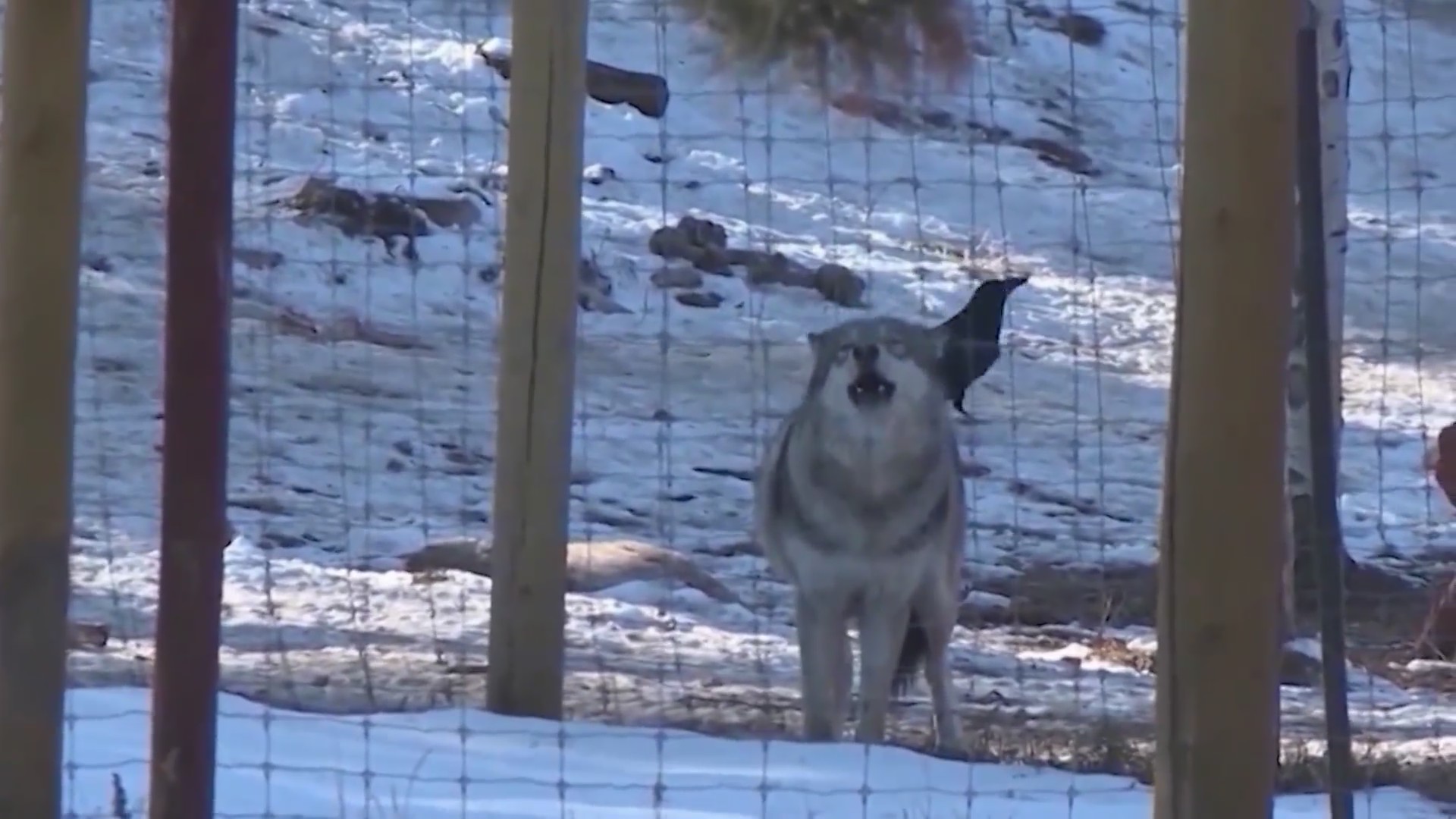 Expert weighs in on new map showing gray wolf movement
