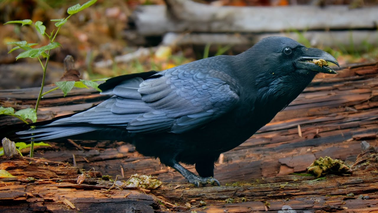 Common Raven Feeding on a Roe Deer’s Intestines ~ Corvus corax 🦅