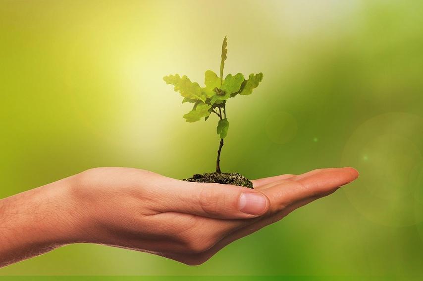 NIE and The Tree Council funding schemes open for planting trees