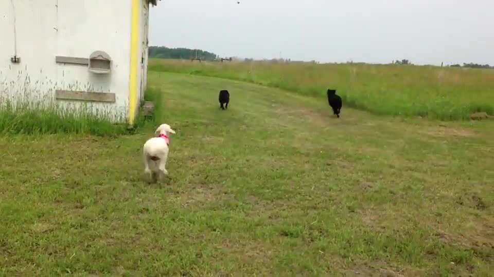 Sheep Plays Fetch With Dogs