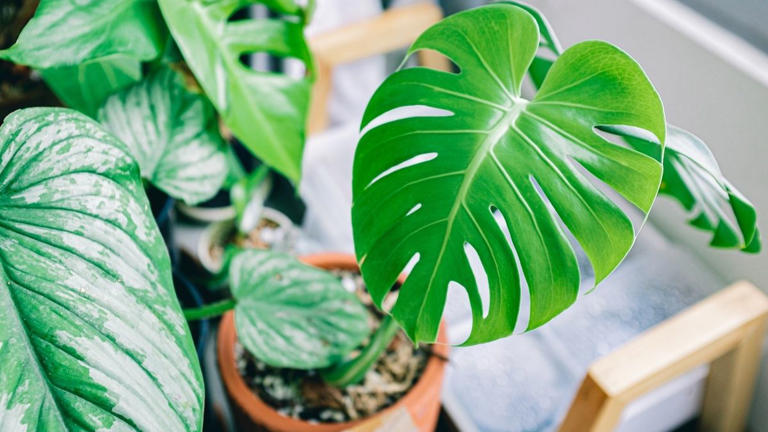 Guía completa para tener una monstera frondosa y bonita en casa