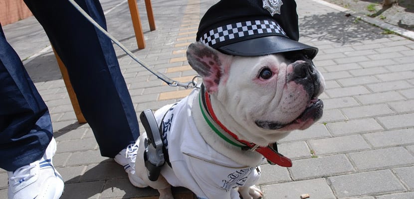Guía completa de disfraces de Carnaval para perros: ideas, tendencias y ...