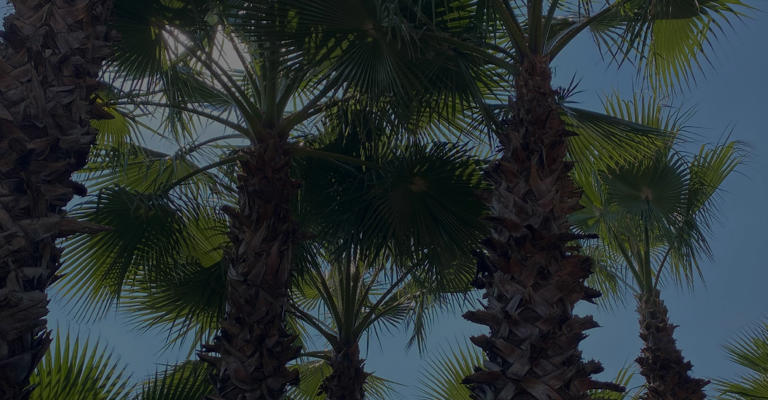 Guía completa sobre los tipos de palmeras: identificación, usos y cuidados