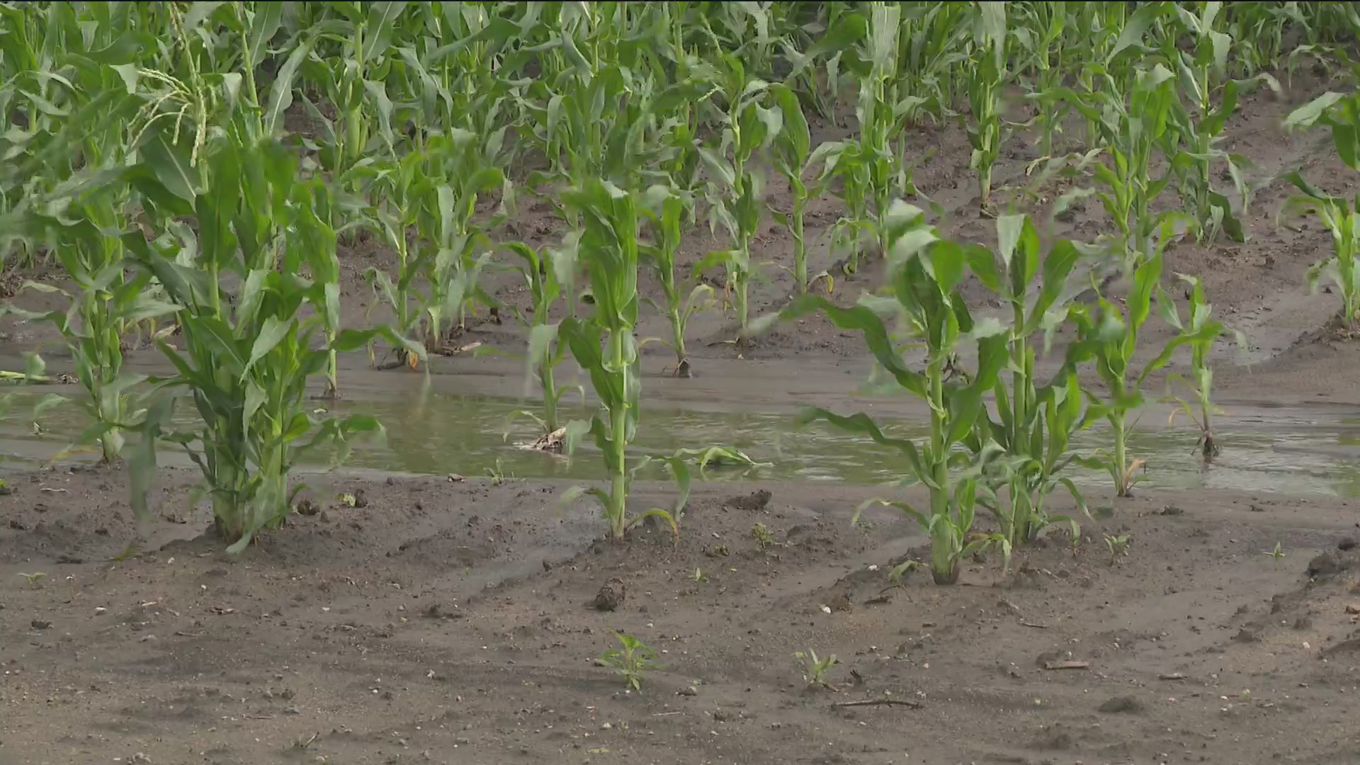 When will Iowa sweetcorn be ready?