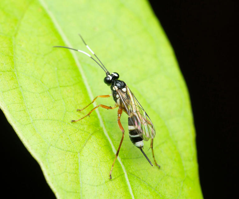 Want to know what eats aphids? 5 beneficial insects that will save your ...