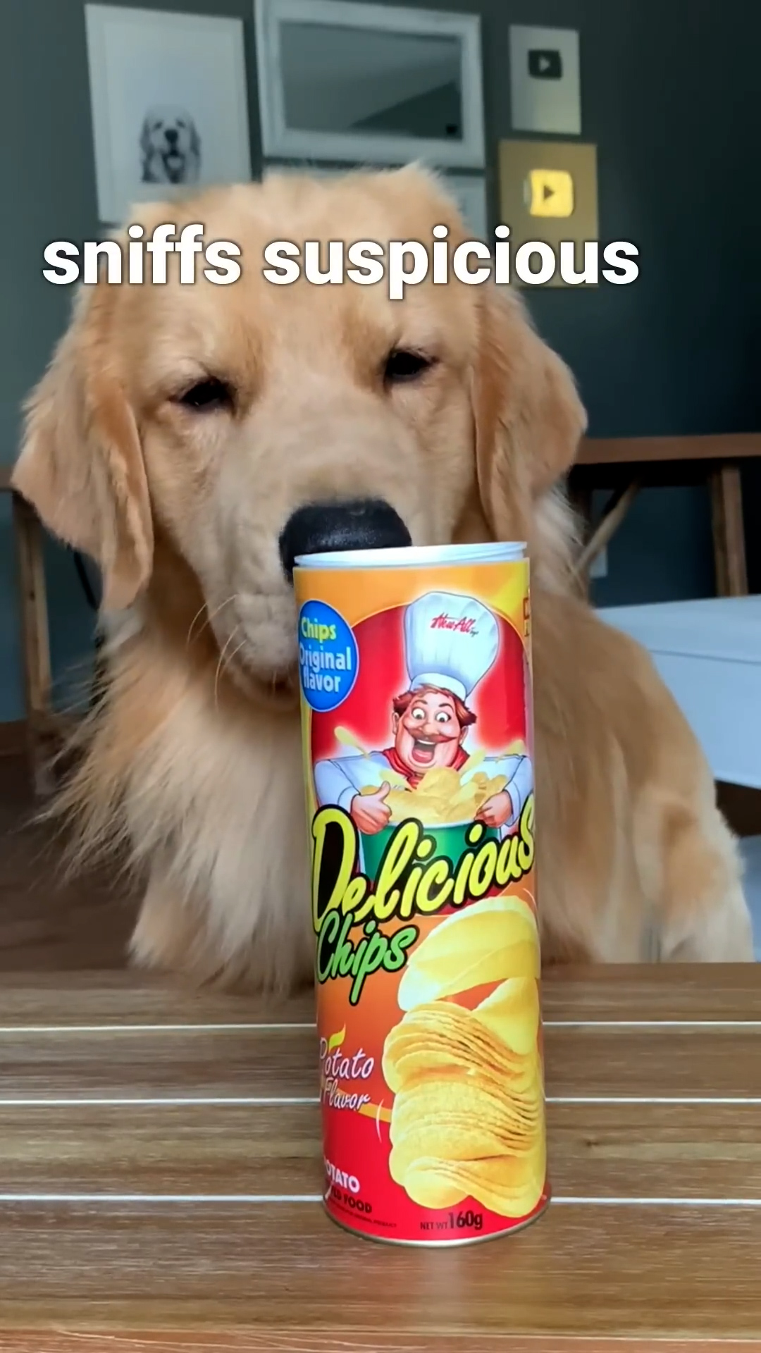 Cute Golden Retriever Reviews His Favorite Toys