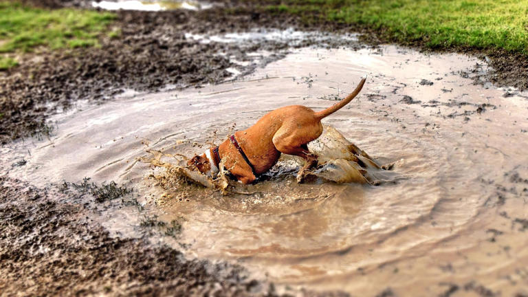 ¿Por qué a muchos perros les gusta tanto revolcarse en barro? ¿Conlleva ...
