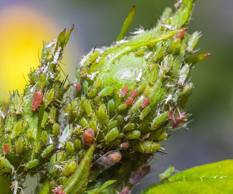 Want to know what eats aphids? 5 beneficial insects that will save your ...
