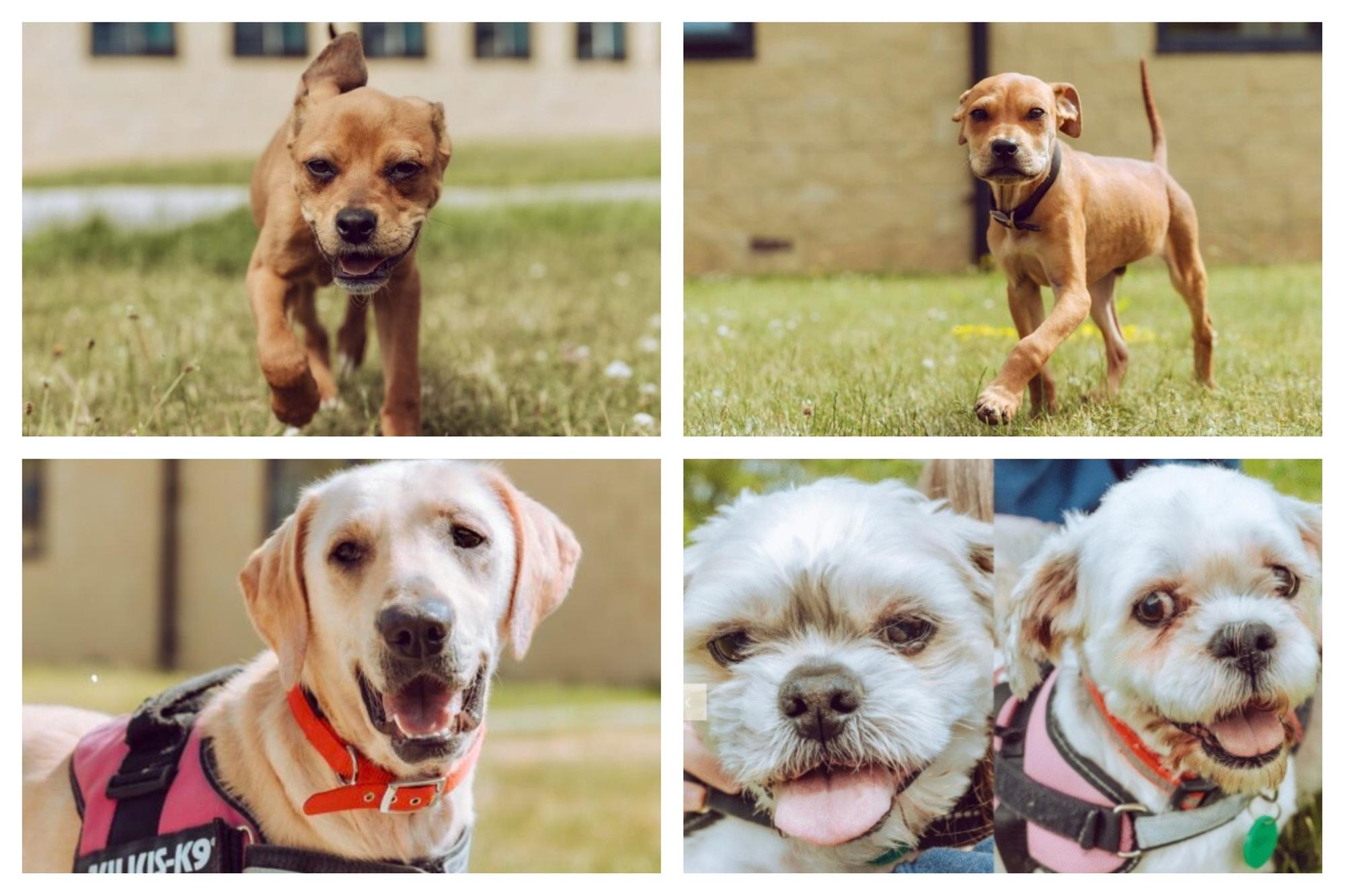 Two adorable puppies and two young-at-heart pals among rescue dogs at ...