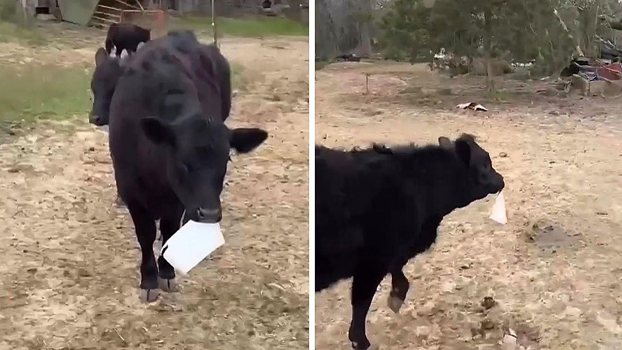 Thieving calf tears off license plate and eats it