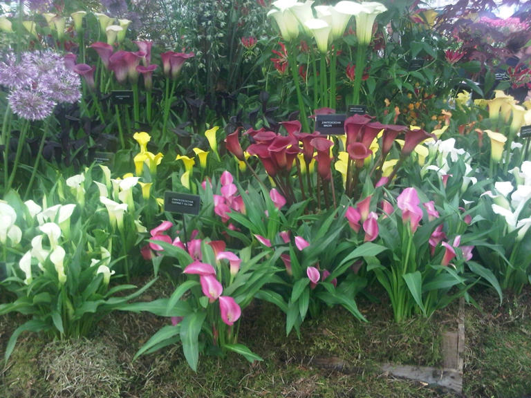 Cuidados, enfermedades y plagas en calas: guía completa para plantas ...