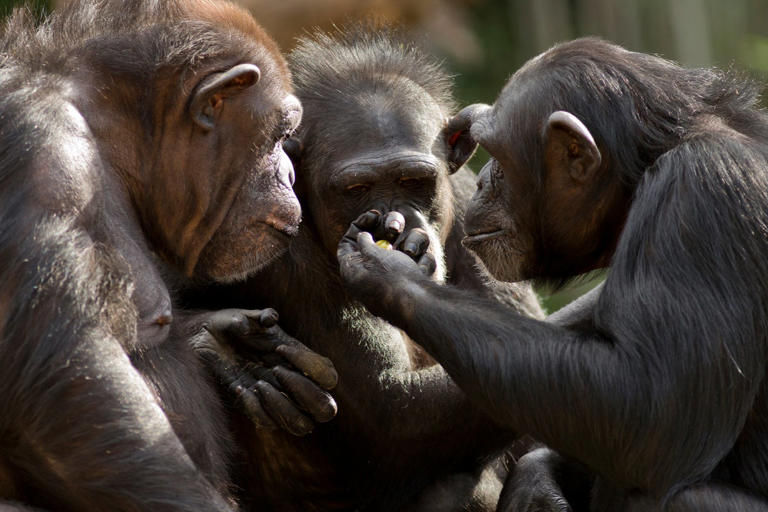 The unique human body part that evolution cannot explain