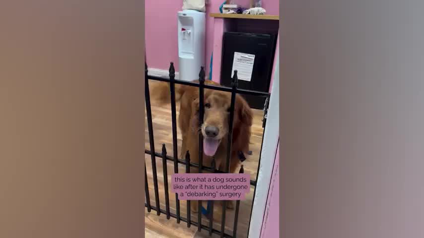 Woman Shares Reality Of Debarked Dog
