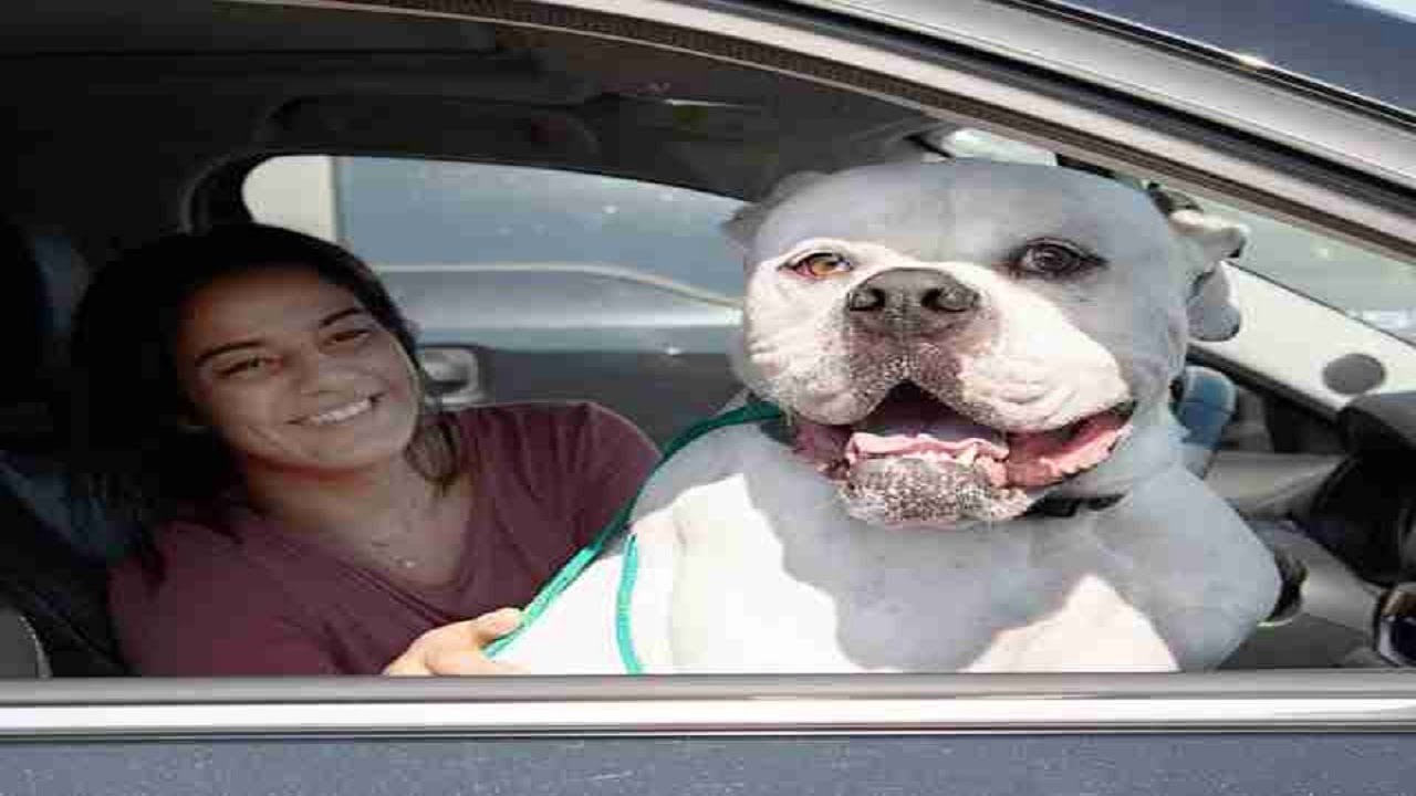 Dog Dropped At Shelter Was Confused Why No One Wanted Him