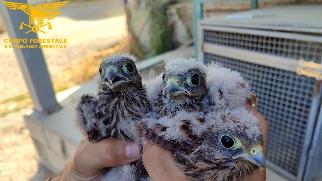 Tre piccoli pulli di gheppio cadono dal nido, salvati dagli agenti ...