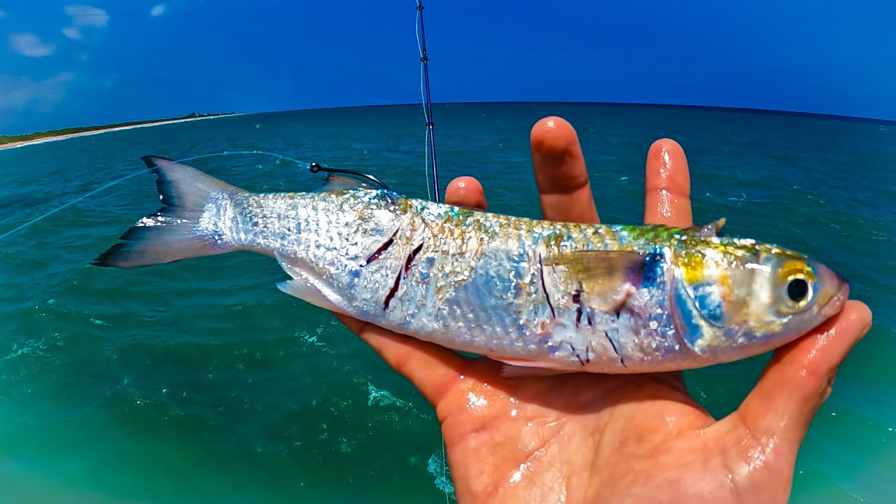 Jetty Fishing with BIG Live Bait